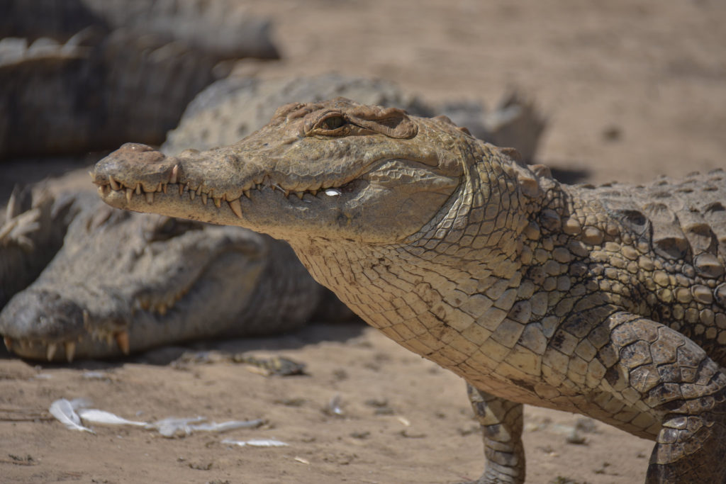 Painted Villages and Friendly Crocodiles that Live Side by Side with ...
