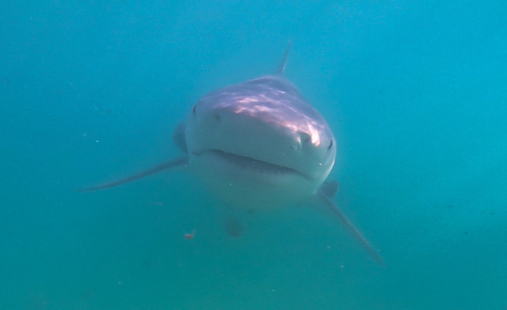 Diving with Great Hammer Head and Bull Sharks in Bimini Island ...