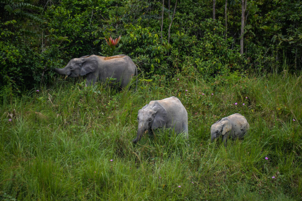 Dodging Charging Forest Elephants in One of Africa’s best Places to ...