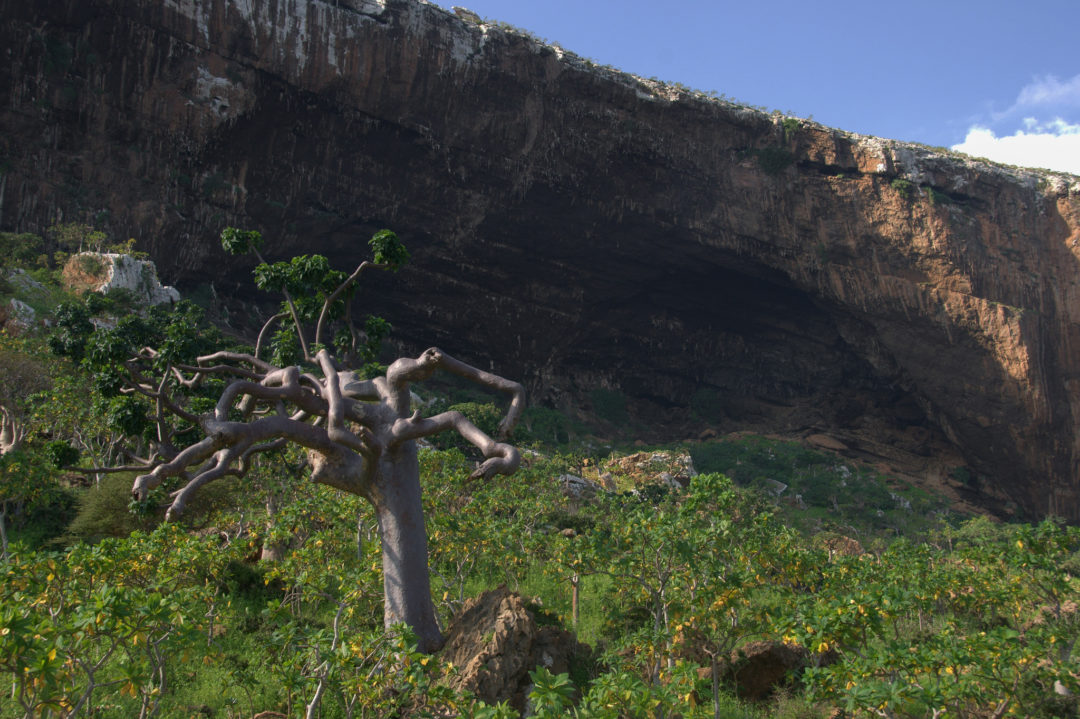 Yemen’s Fairy Tale Island Paradise of Socotra | Venture The Planet