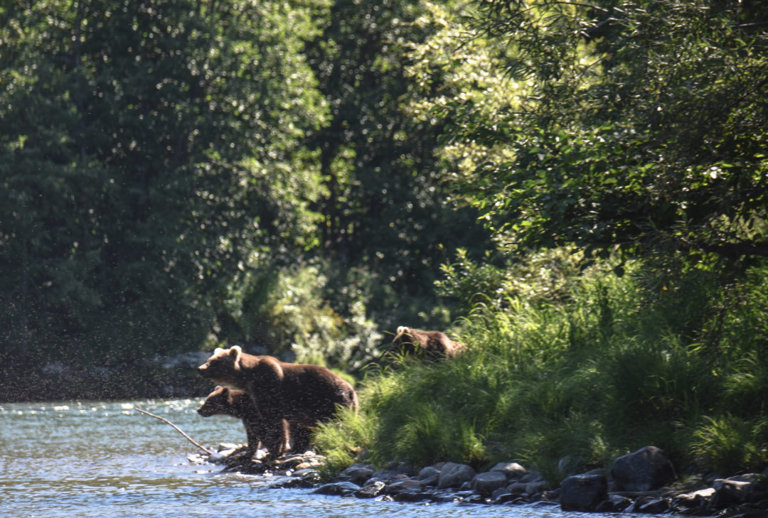 River Rafting Among Grizzly Bears, Chasing Killer Whales and Volcano ...