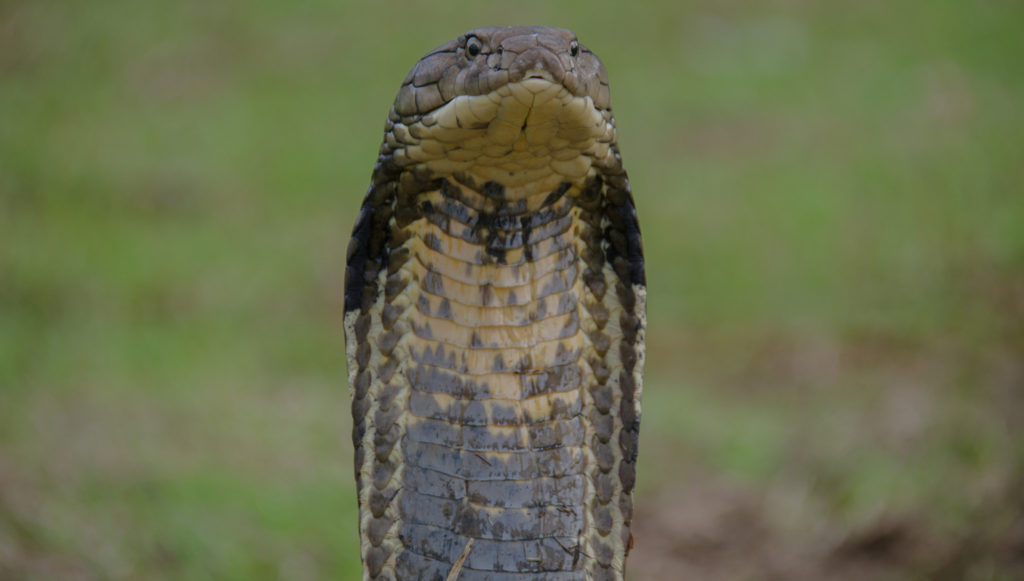 A Couple Days with the Bali Reptile Rescue Team Rescuing and Relocating ...