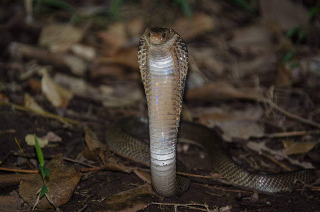 A Couple Days with the Bali Reptile Rescue Team Rescuing and Relocating ...