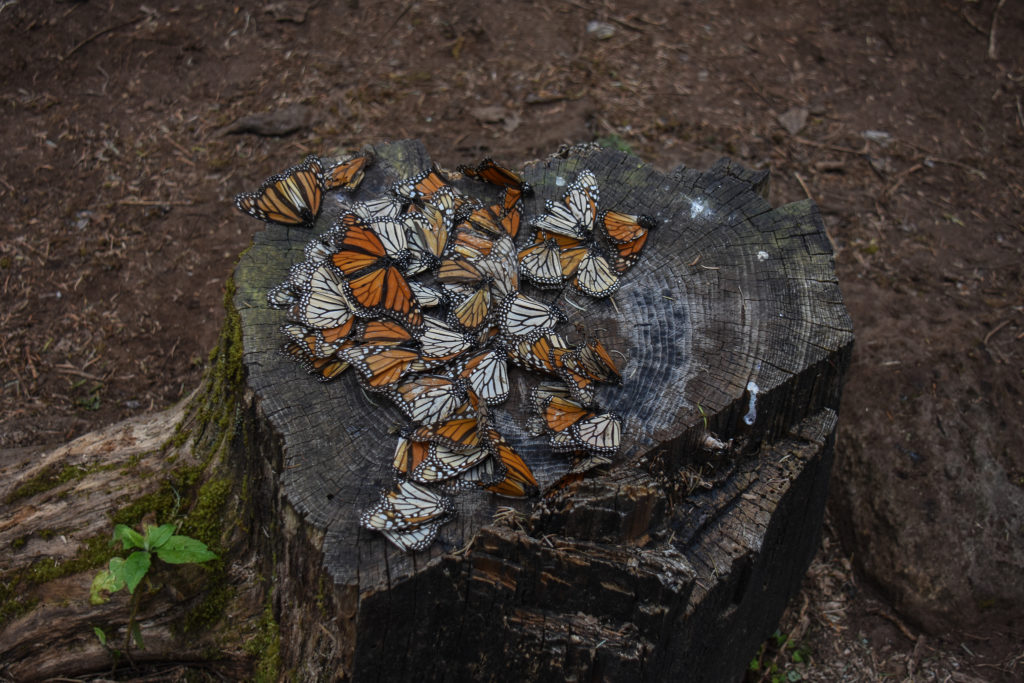 Monarch Butterfly Migration, Aztec Pyramids, San Miguel & the Miracle ...