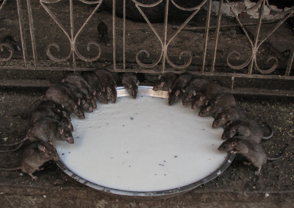 Tigers, Taj Mahal, Temples Dedicated to Rats and the Thar Desert ...