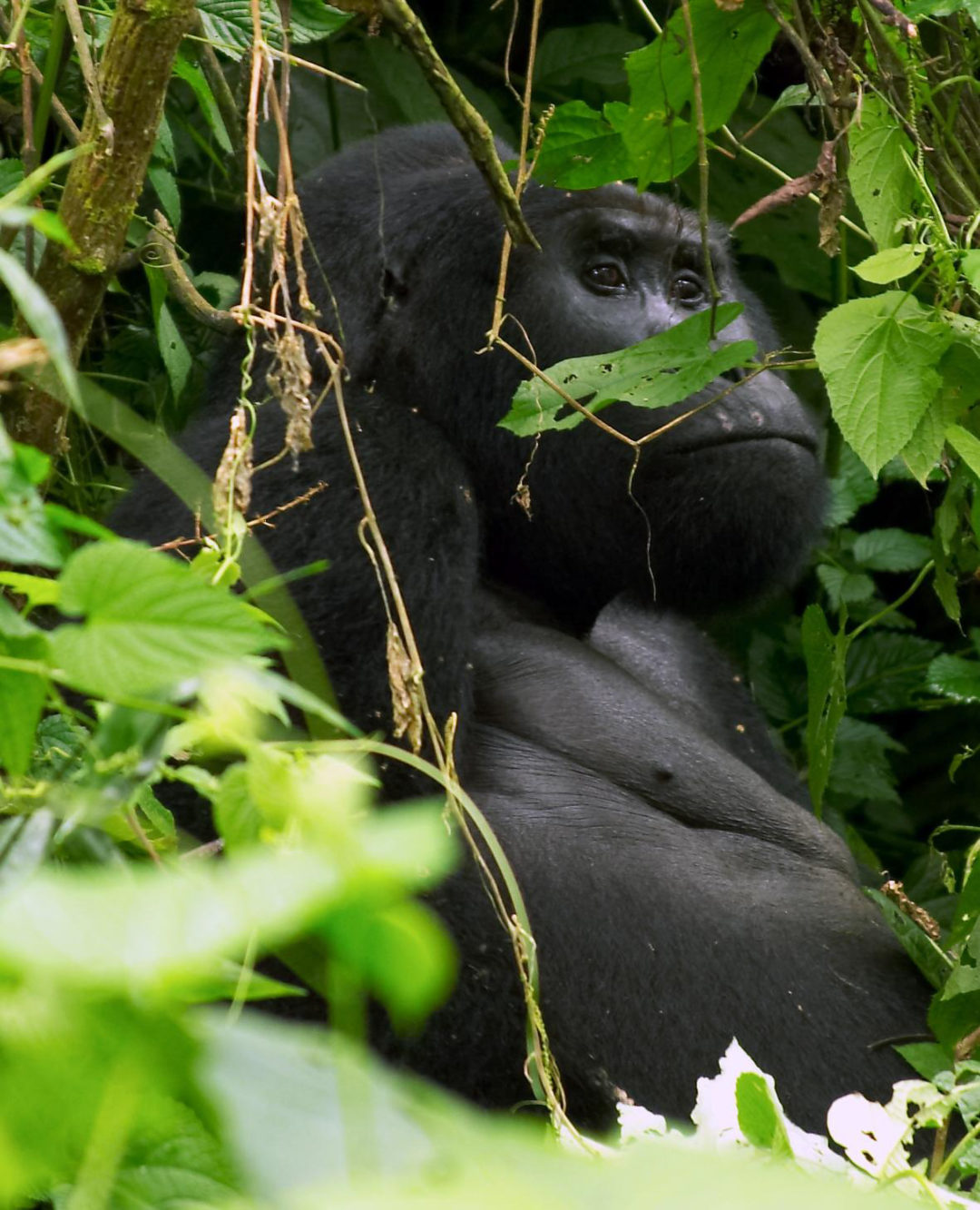 Tracking Mountain Gorilla’s, and Adventures Into the Rain Shrouded ...