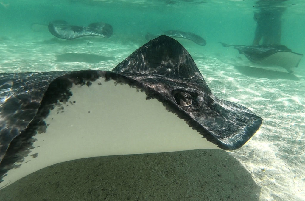 Swimming with Southern Sting Rays in Antigua | Venture The Planet